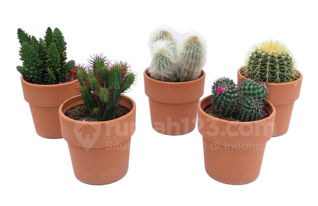 8 Cara Merawat Kaktus Mini, Tanaman Kecil yang Mempercantik Rumah ...