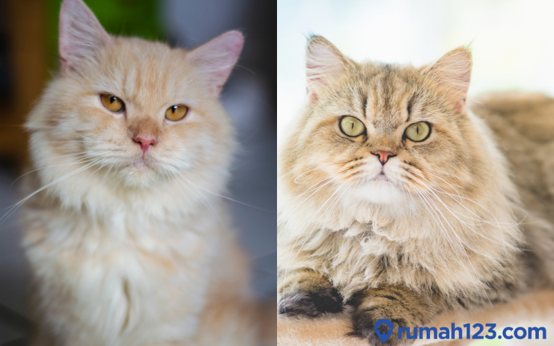 7 Perbedaan Kucing Anggora dan Persia yang Jarang Orang Tahu. Bulunya Tak Sama! | Rumah123.com