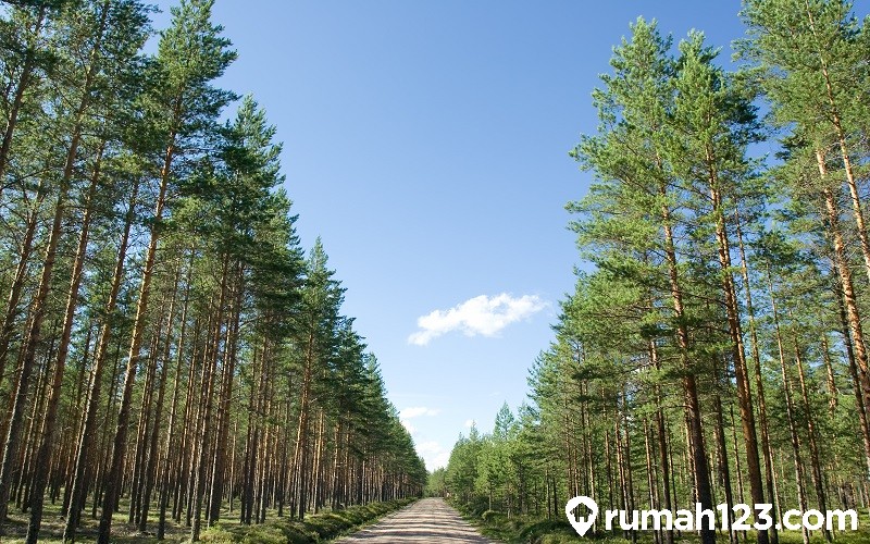 Mengenal Hutan Tanaman Industri, Bukti Kekayaan Alam Indonesia Itu ...